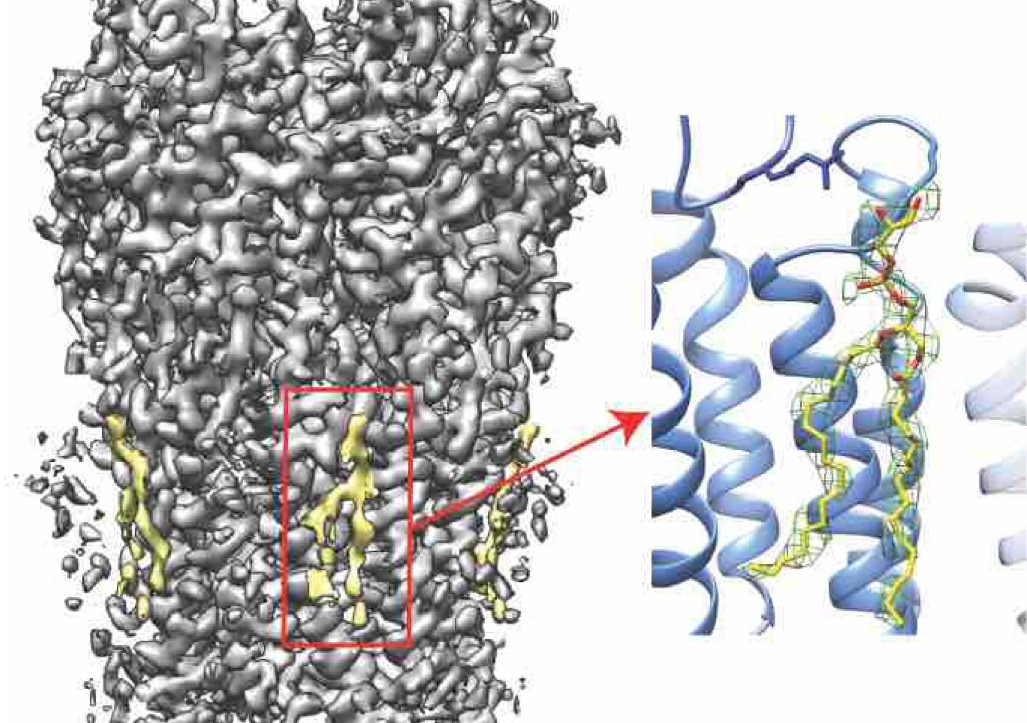 Study elucidates mechanism of lipid regulation of ion channels ...