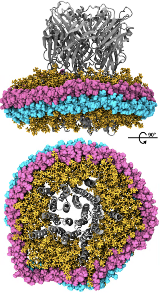 The Impact of Nanodiscs on Ion Channel Structure: Implications for Drug ...