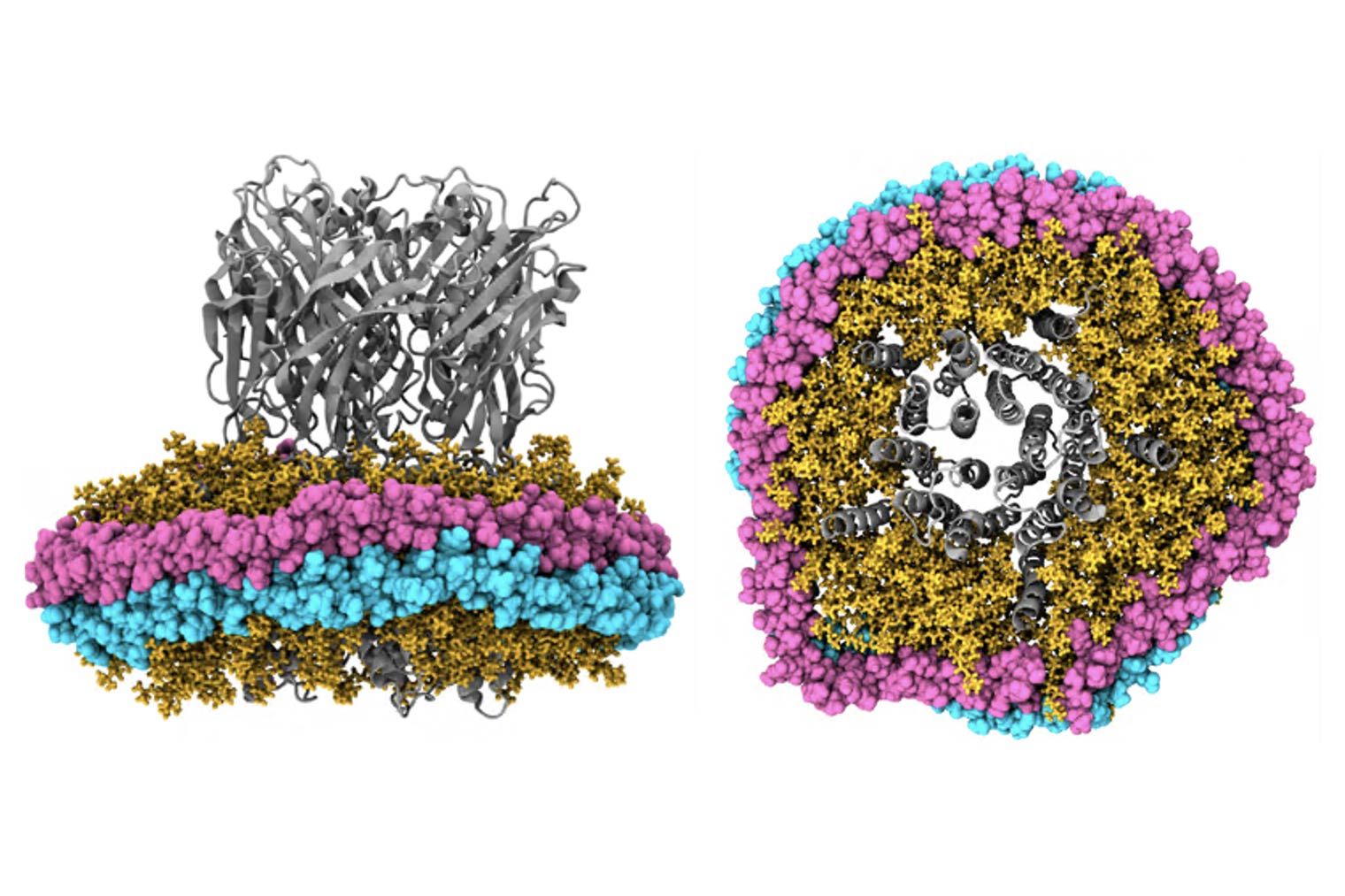 The Impact of Nanodiscs on Ion Channel Structure: Implications for Drug ...